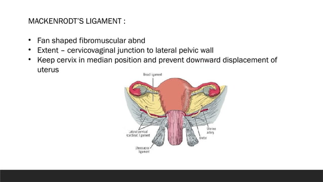 Anatomy of Uterus and physiology of Uterus | PPTX