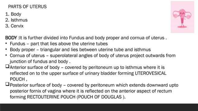 Anatomy of Uterus and physiology of Uterus | PPTX