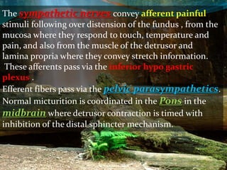 Urology 5th year, 1st lecture (Dr. Ali Kamal) | PPTX