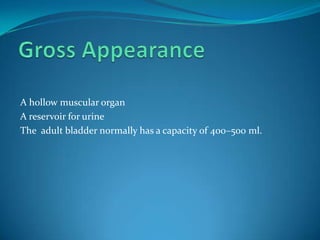 THE URINARY BLADDER | PPTX