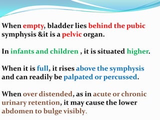 THE URINARY BLADDER | PPTX