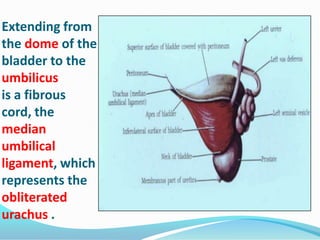 Bladder Dome Anatomy