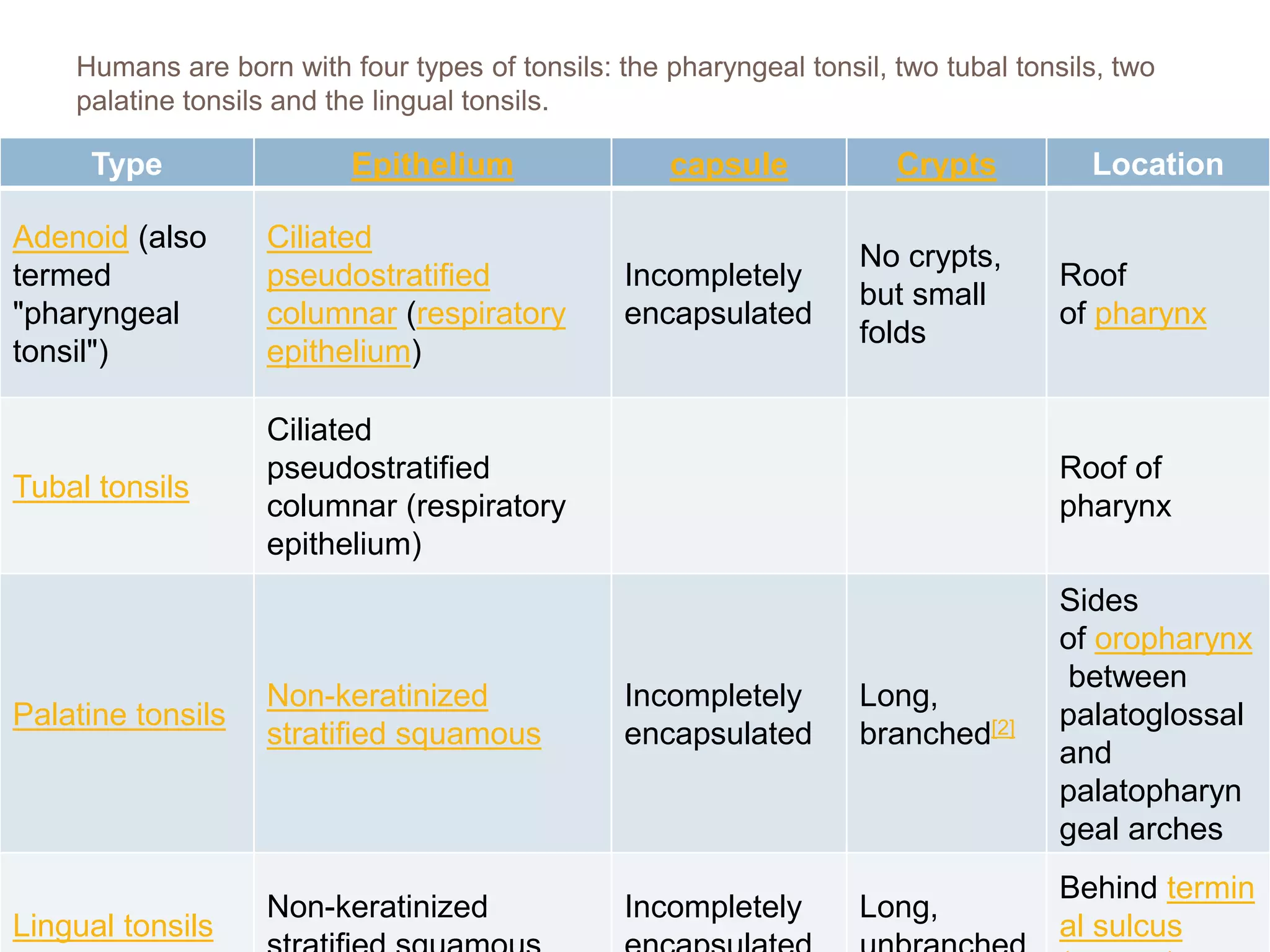 Anatomy and physiology tonsils | PPTX