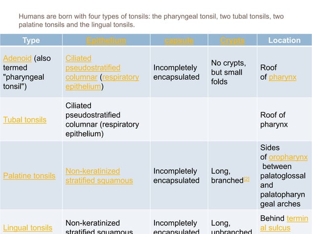 Anatomy and physiology tonsils | PPTX | Ear, Nose and Throat Conditions ...