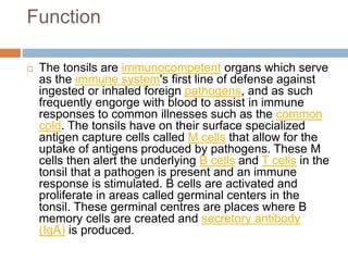 Anatomy and physiology tonsils | PPTX