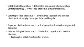 anatomy and physiology tracheobronchial tree and lungs chest wall.pptx