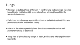 anatomy and physiology tracheobronchial tree and lungs chest wall.pptx