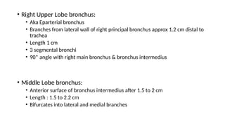 anatomy and physiology tracheobronchial tree and lungs chest wall.pptx