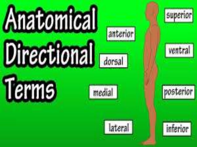 ANATOMY AND PHYSIOLOGY UNIT- 1 INTRODUCTION new.pptx