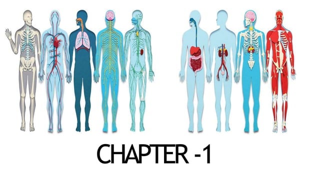 ANATOMY AND PHYSIOLOGY UNIT 1 { PART-1} | PPT
