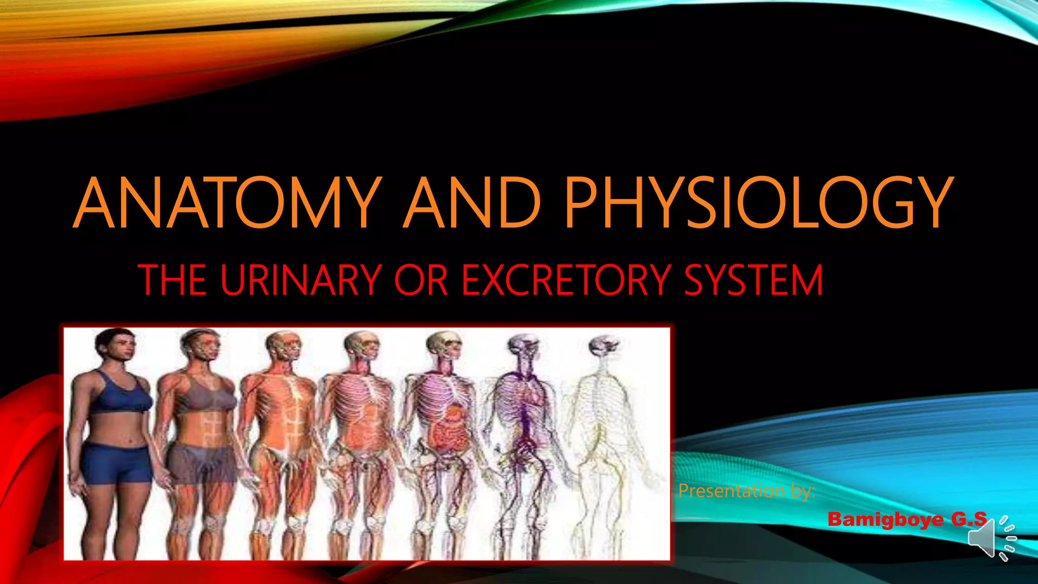 Anatomy and physiology (urinary system) | PPTX