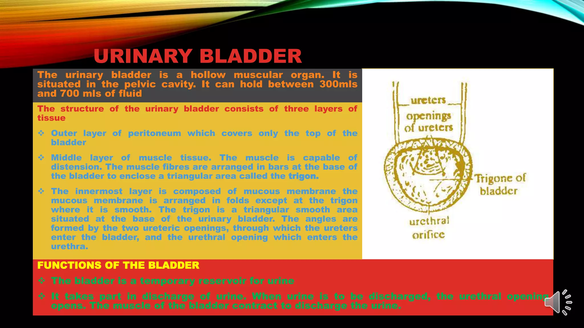 Anatomy and physiology (urinary system) | PPTX