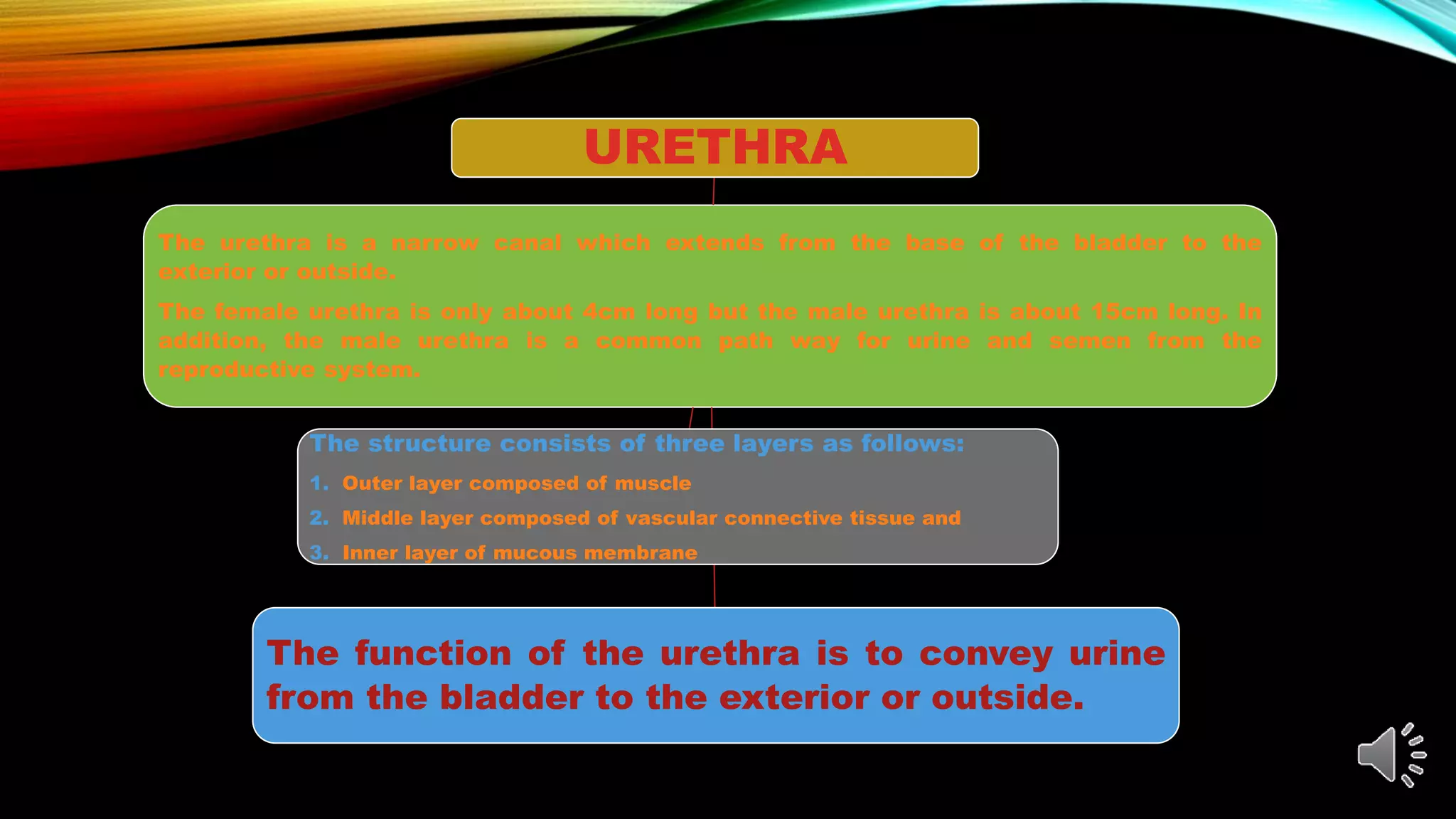 Anatomy and physiology (urinary system) | PPTX