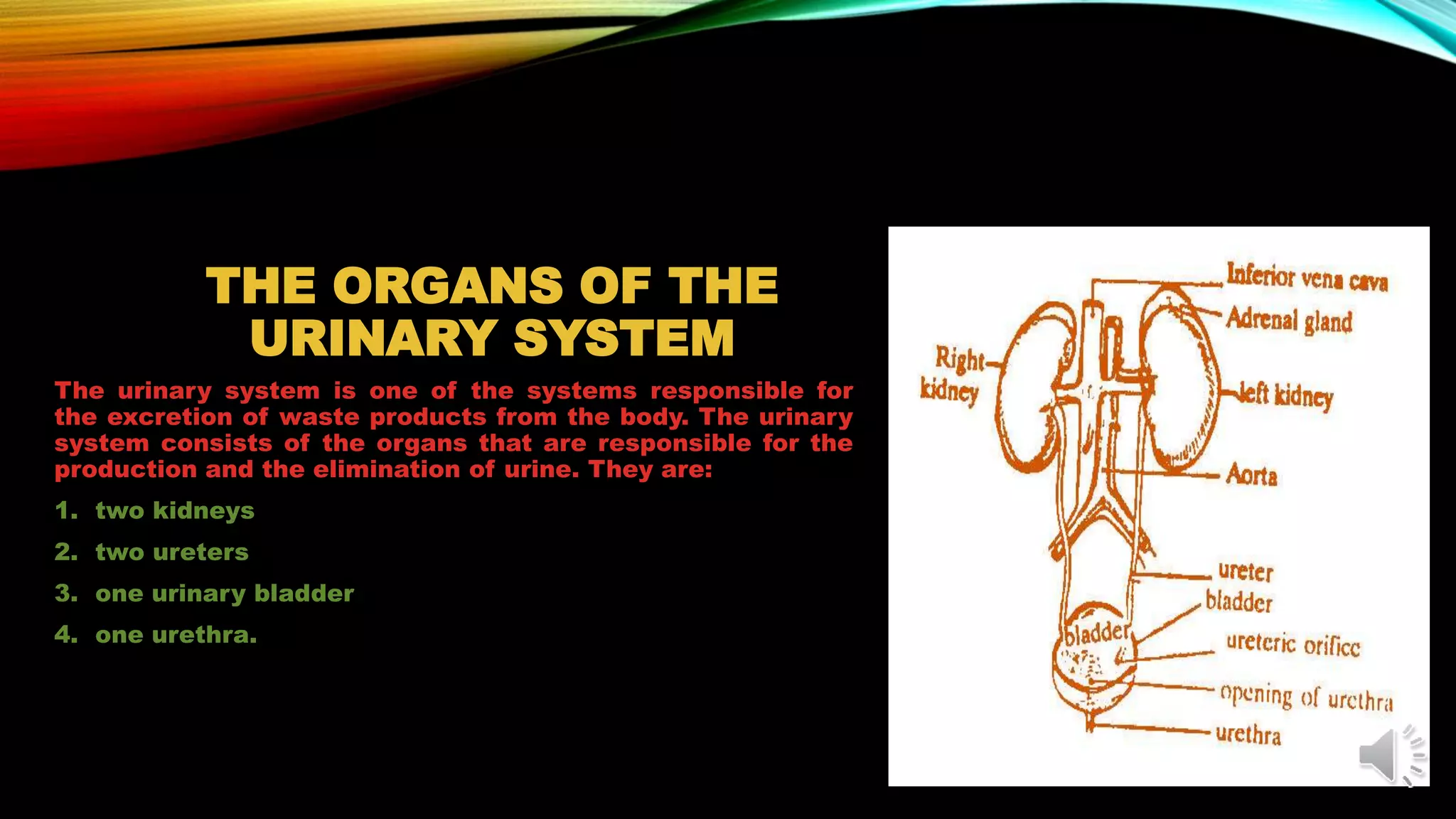 Anatomy and physiology (urinary system) | PPTX