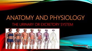 Anatomy and physiology (urinary system) | PPTX