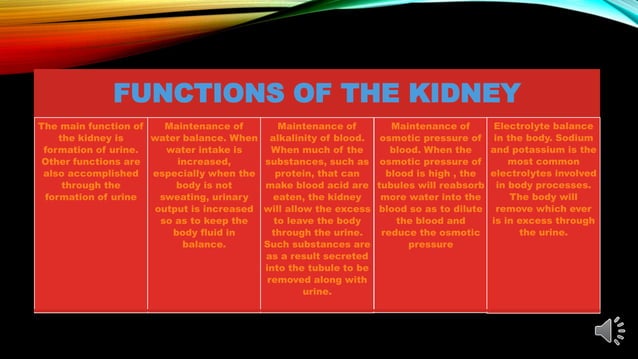 Anatomy and physiology (urinary system) | PPTX | Chemistry | Science