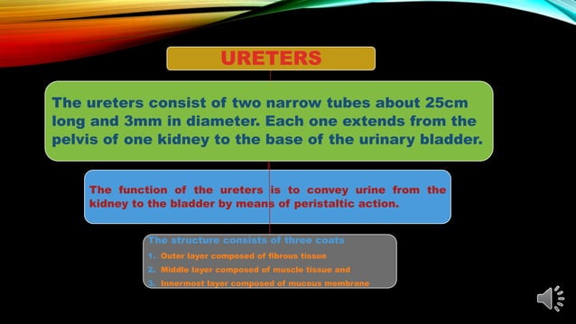 Anatomy and physiology (urinary system) | PPTX | Chemistry | Science