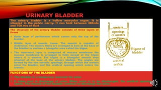 Anatomy and physiology (urinary system) | PPTX