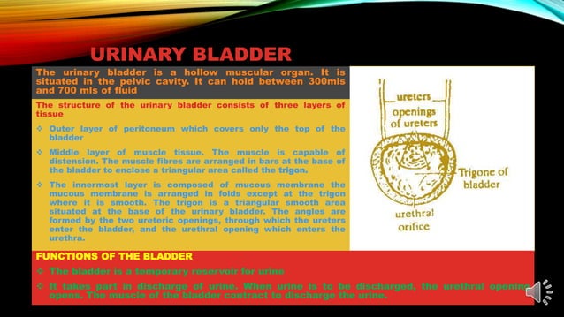 Anatomy and physiology (urinary system) | PPTX | Chemistry | Science