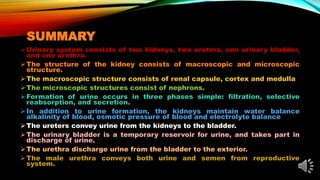 Anatomy and physiology (urinary system) | PPTX