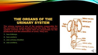 Anatomy and physiology (urinary system) | PPTX