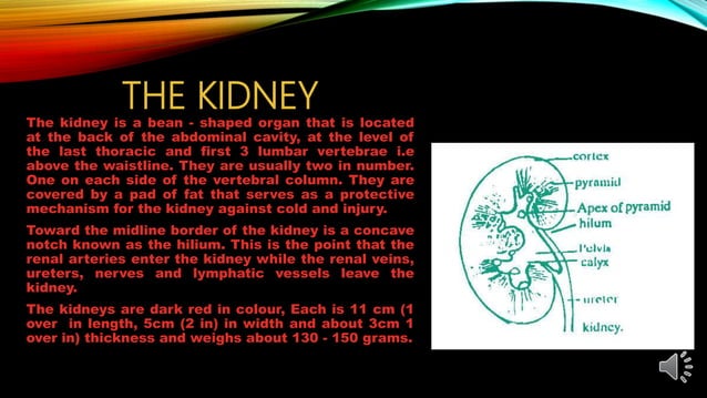 Anatomy and physiology (urinary system) | PPTX | Chemistry | Science
