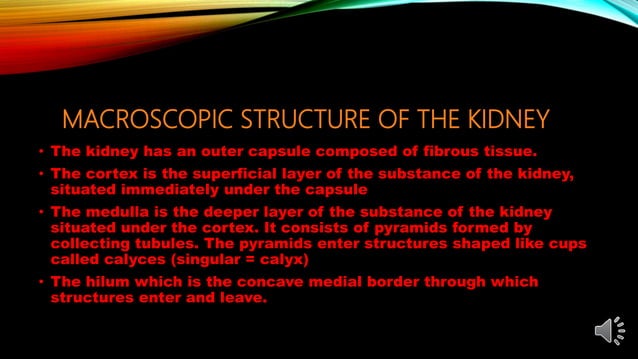 Anatomy and physiology (urinary system) | PPTX | Chemistry | Science