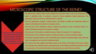 Anatomy and physiology (urinary system) | PPTX