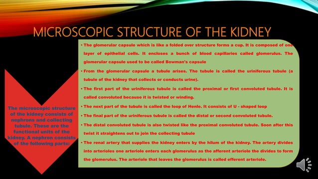 Anatomy and physiology (urinary system) | PPTX | Chemistry | Science