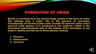 Anatomy and physiology (urinary system) | PPTX