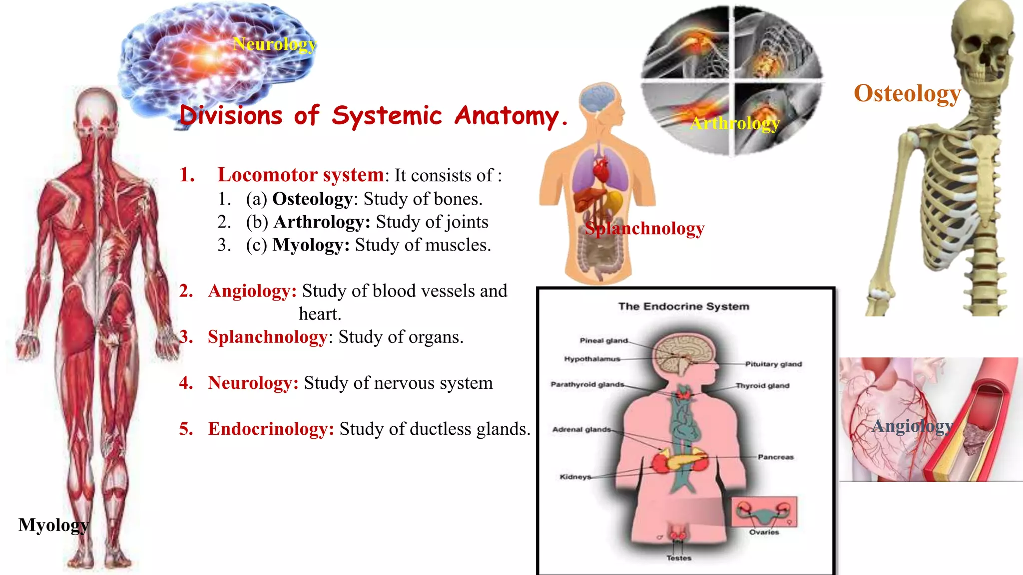 Anatomy and Physiplogy.pptx