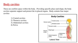 Anatomy and Physiplogy.pptx