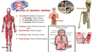 Anatomy and Physiplogy.pptx