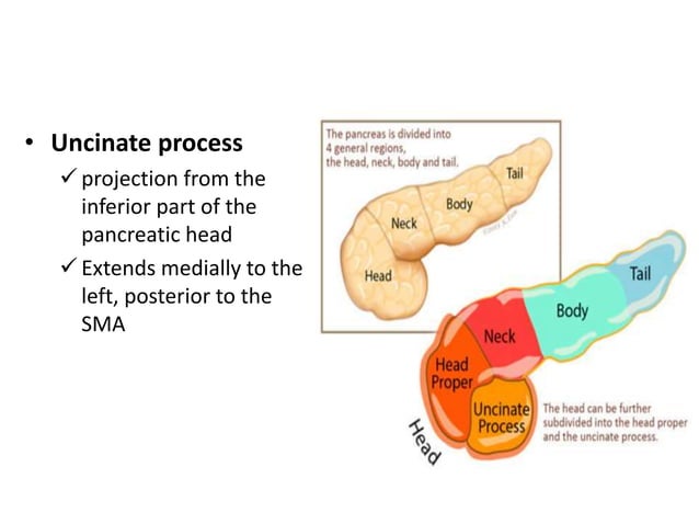 Anatomy And Physoilogy of the Pancreas.pptx