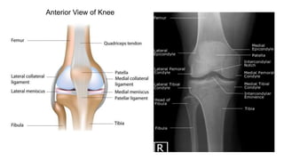 ANATOMY AND POSITIONING OF KNEE.pptx