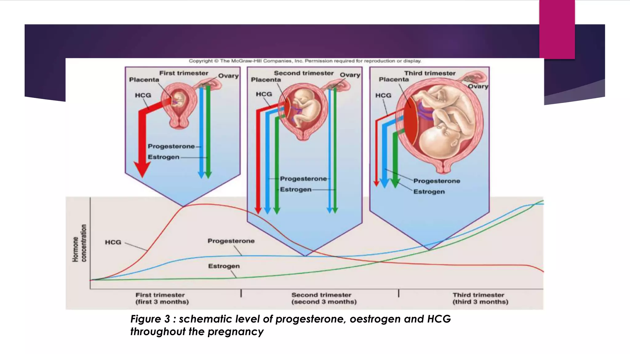 Anatomy and physiological changes in pregnancy | PPTX