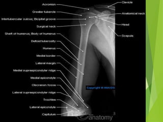 Humerus Anatomy X Ray