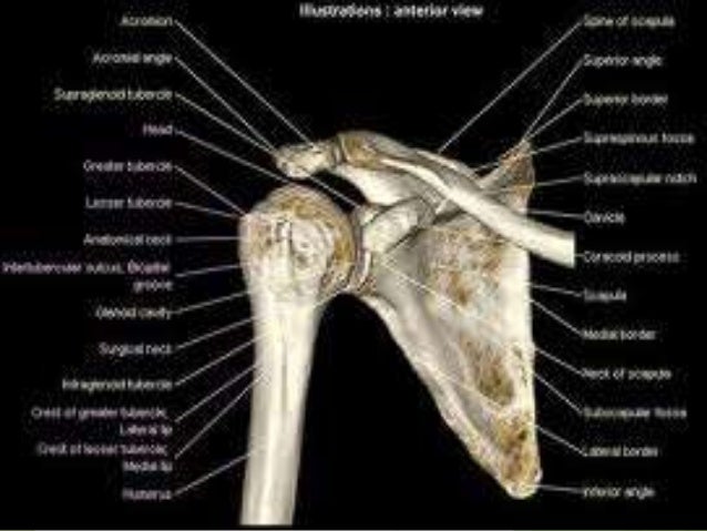Anatomy and Radiography of shoulder and arm