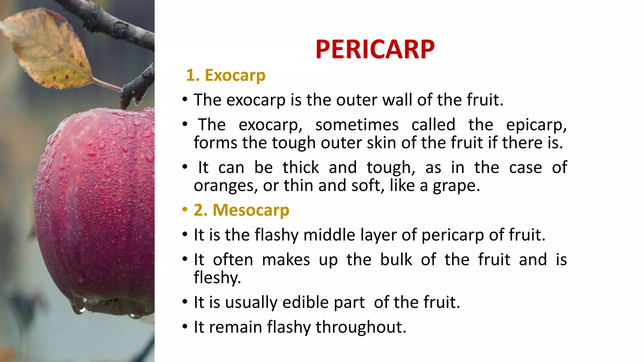 Anatomy and reproductive part of fruit | PPTX