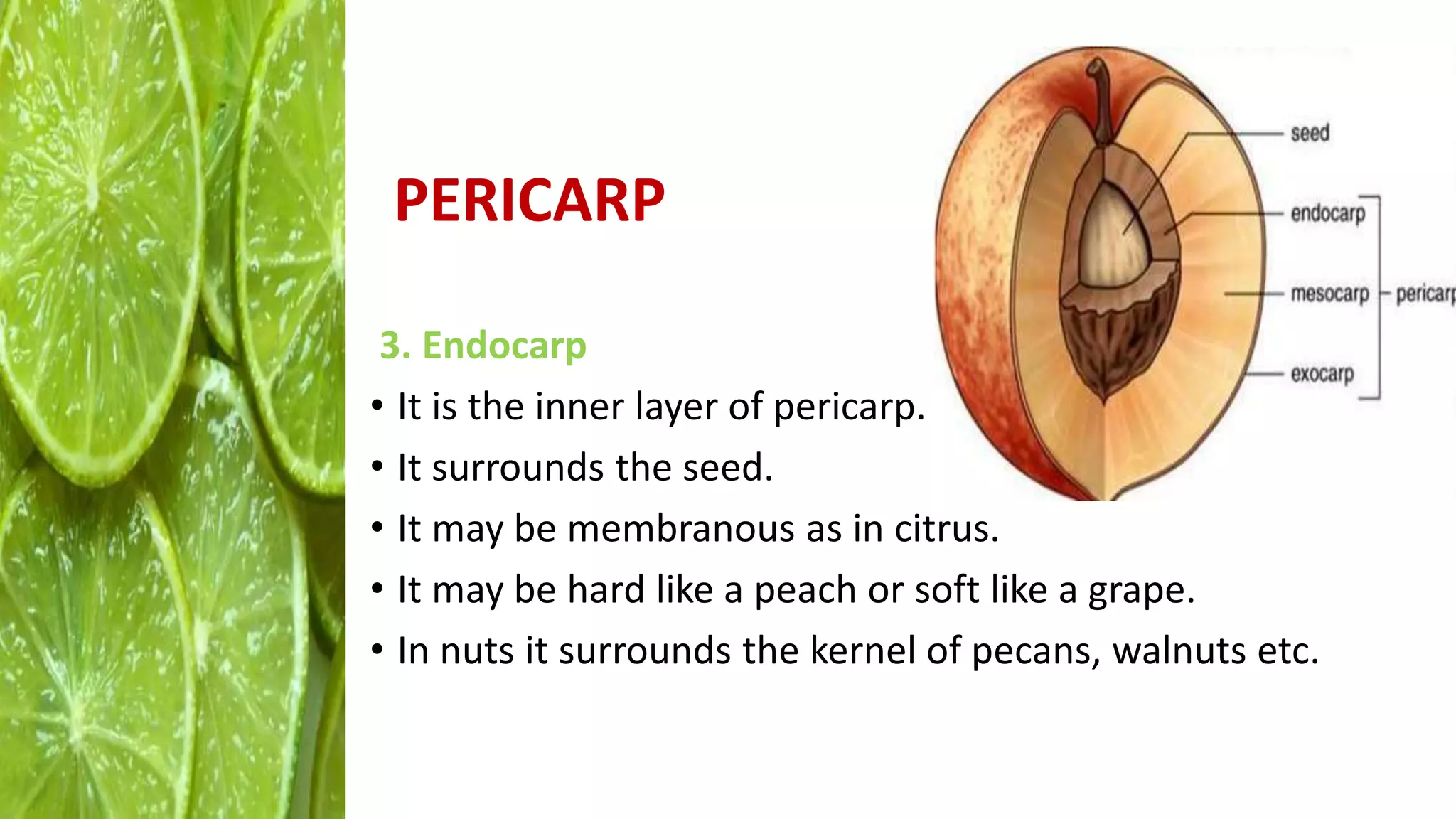 Anatomy and reproductive part of fruit | PPTX