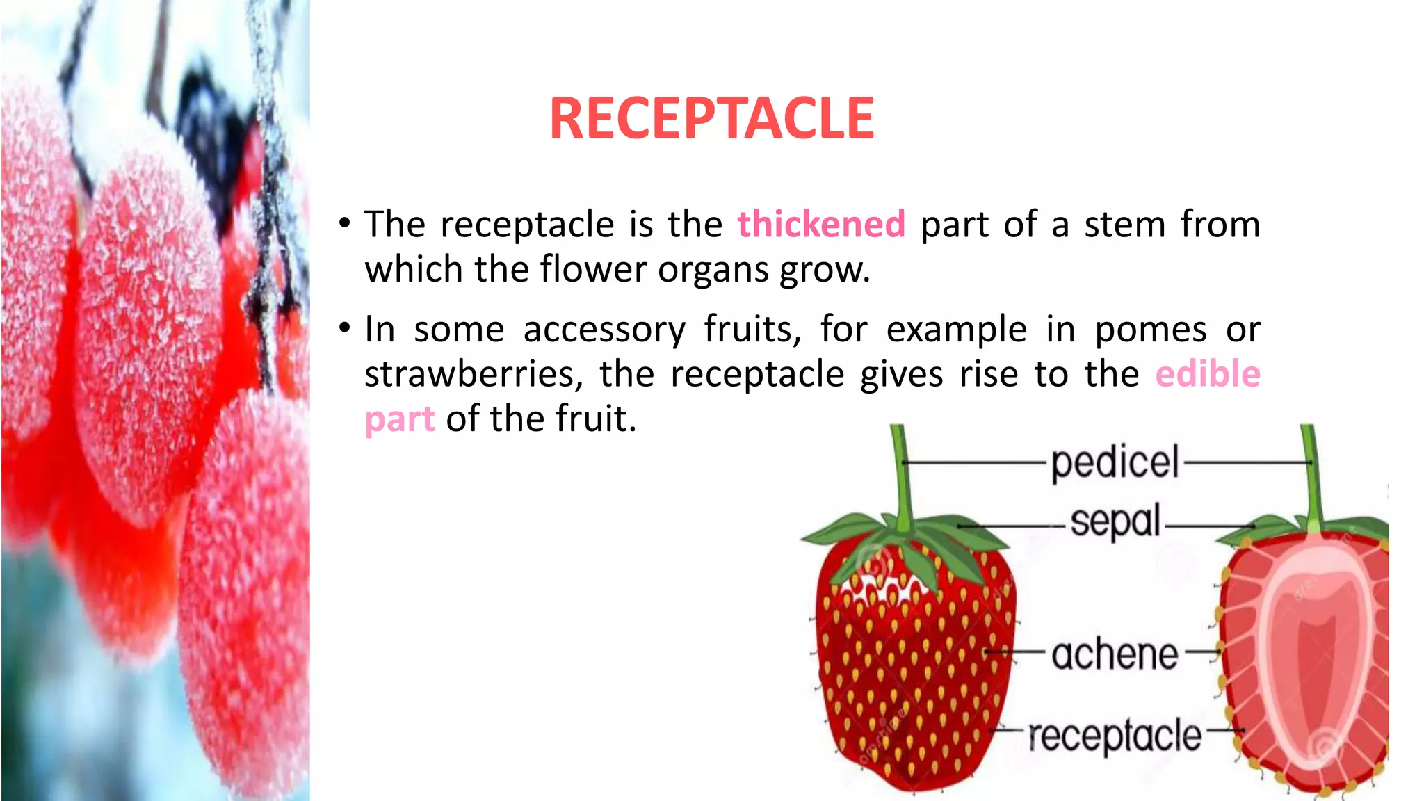 Anatomy and reproductive part of fruit | PPTX