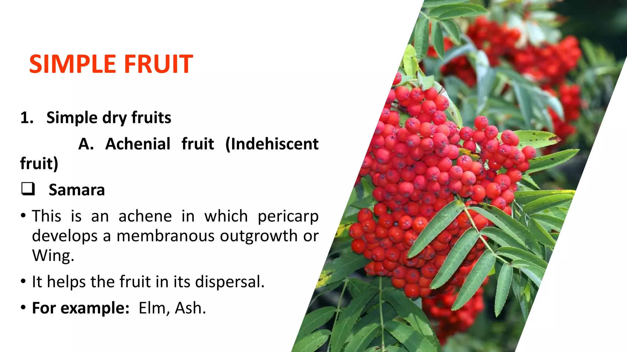 Anatomy and reproductive part of fruit | PPTX
