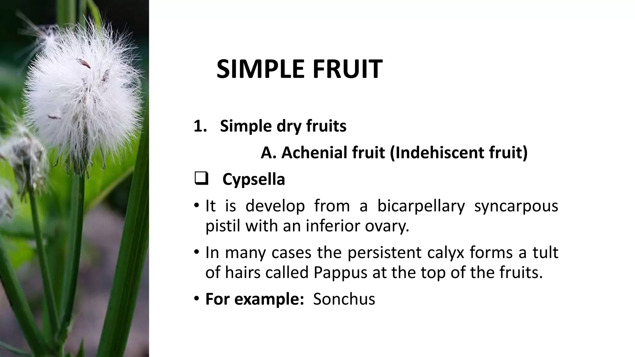 Anatomy and reproductive part of fruit | PPTX