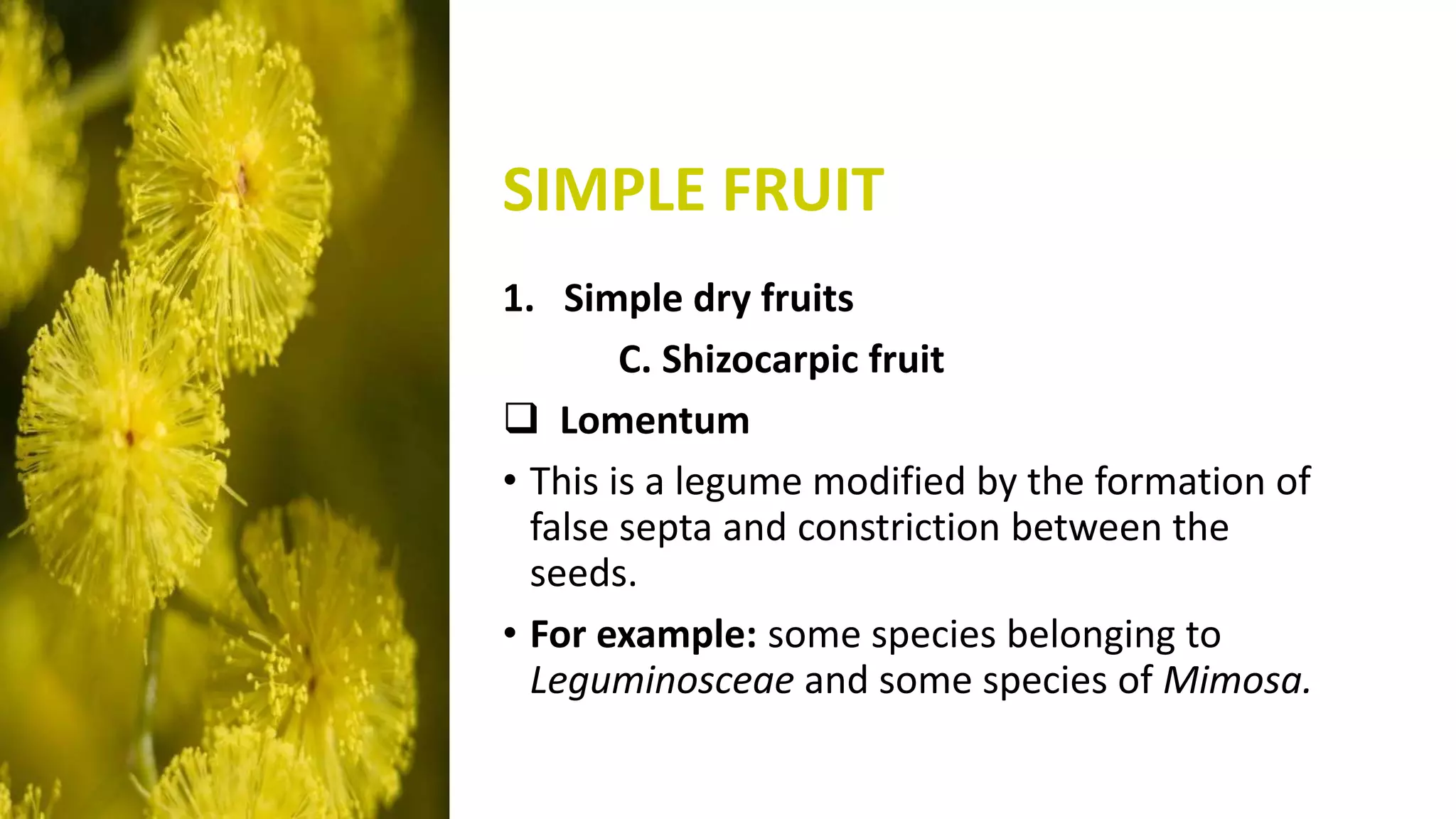 Anatomy and reproductive part of fruit | PPTX