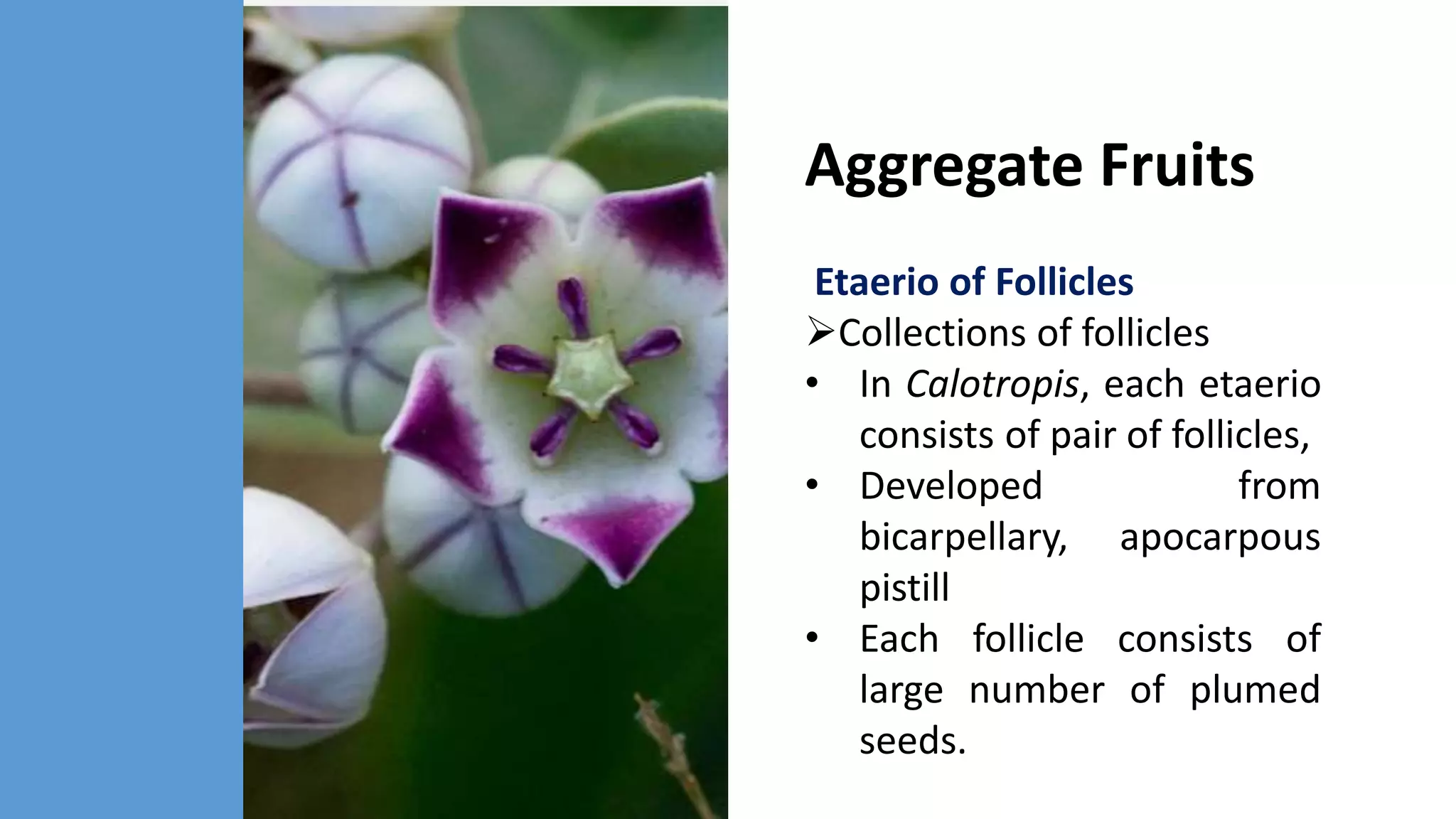 Anatomy and reproductive part of fruit | PPTX