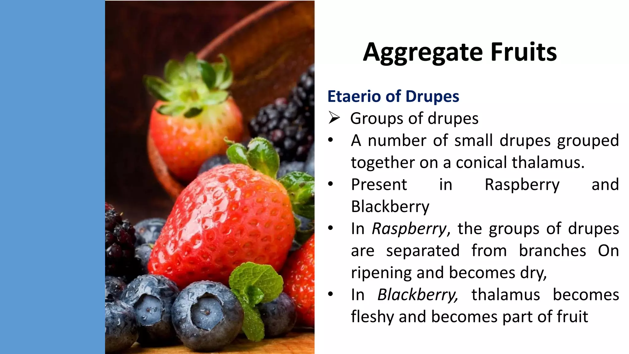 Anatomy and reproductive part of fruit | PPTX