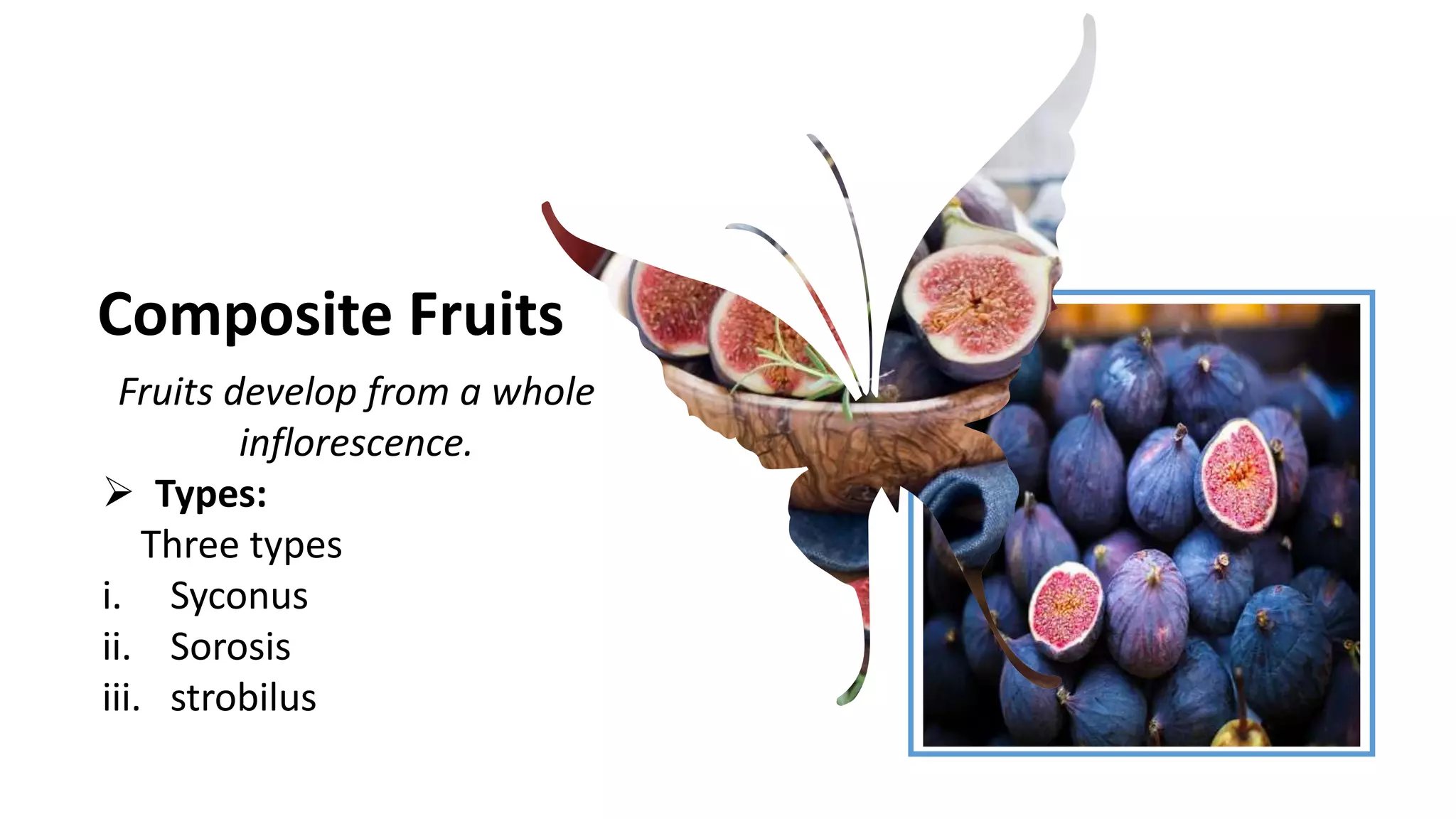 Anatomy and reproductive part of fruit | PPTX
