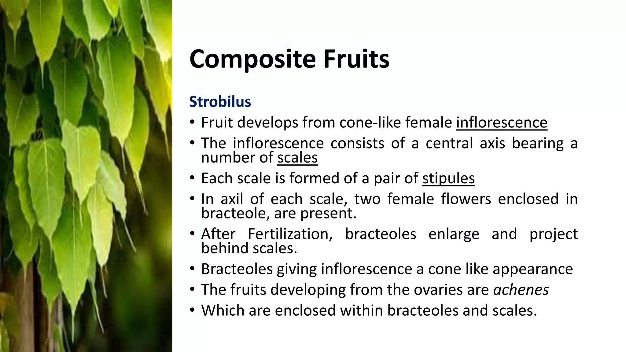Anatomy and reproductive part of fruit | PPTX