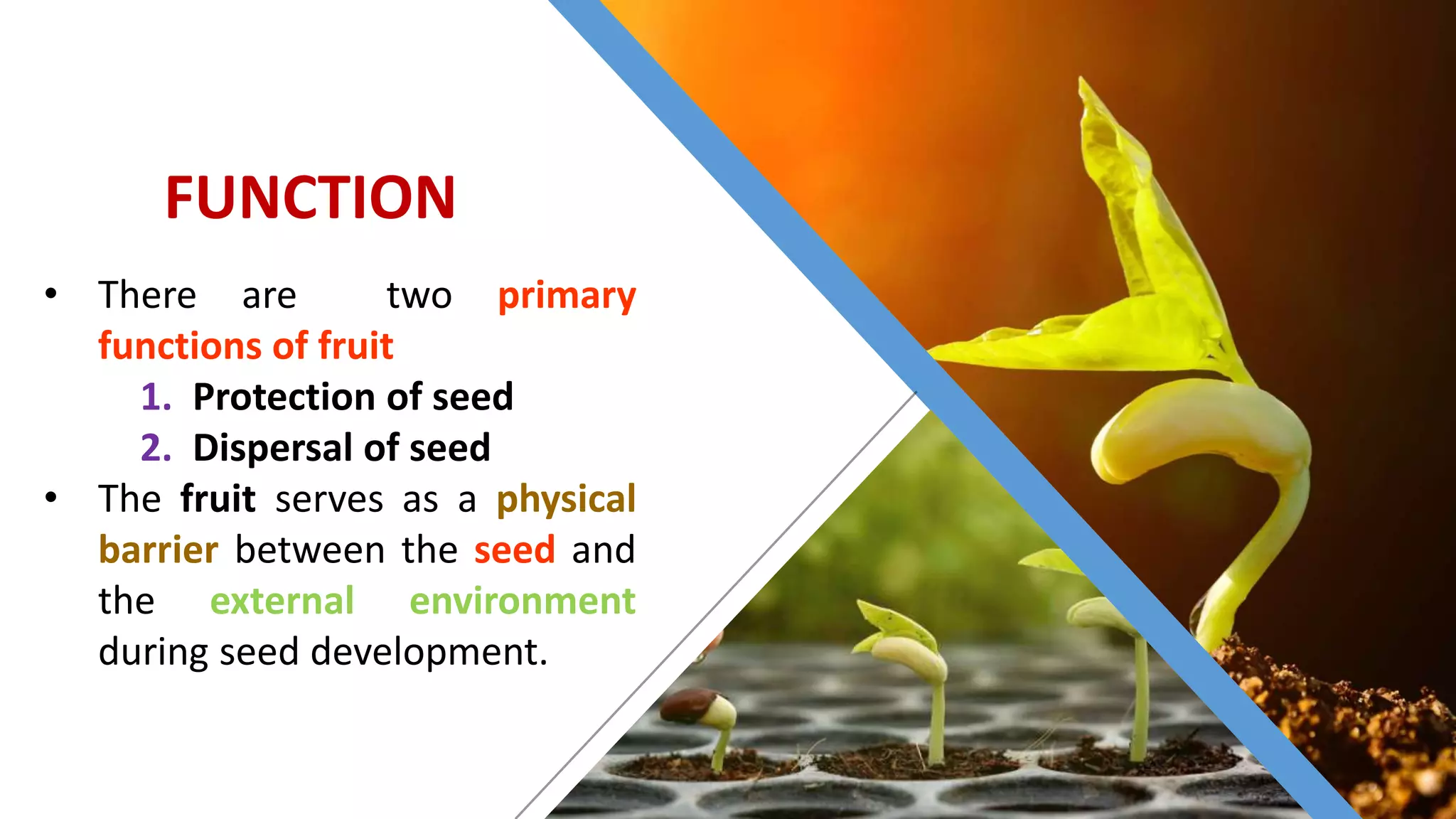 Anatomy and reproductive part of fruit | PPTX