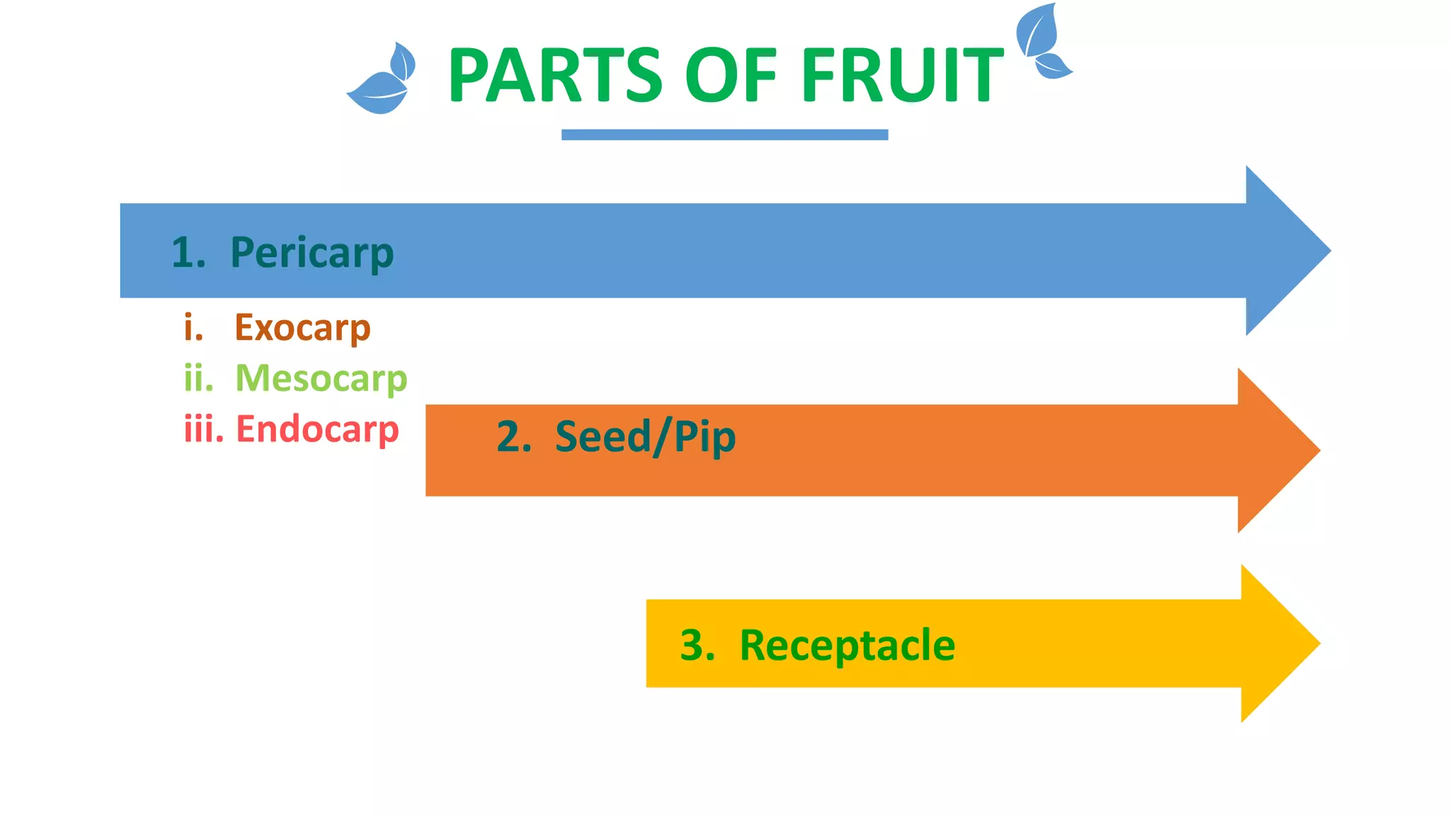 Anatomy and reproductive part of fruit | PPTX